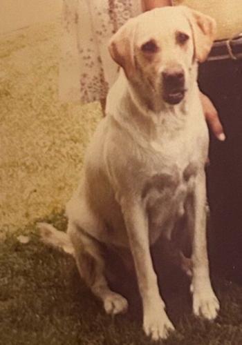 Uplifting news from 71-year old powerlifter Linda Rousseau