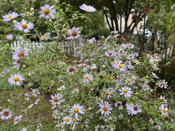 Chelsea Chop is the catchy new name for a classic gardening technique
