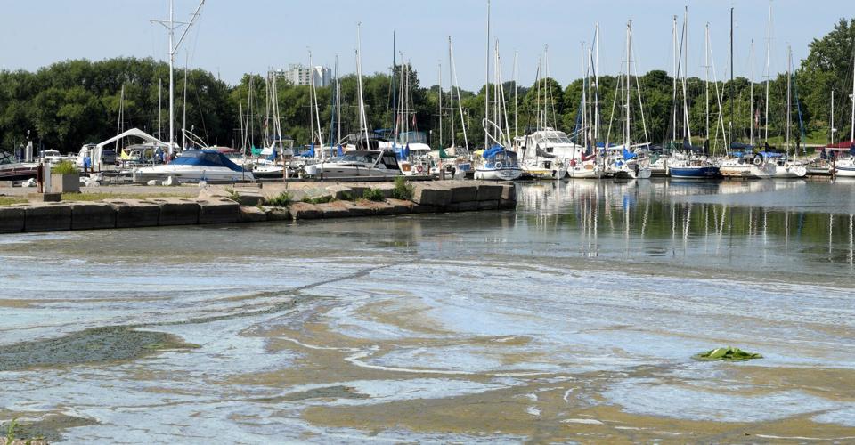 Hamilton to study new algae-fighting strategies