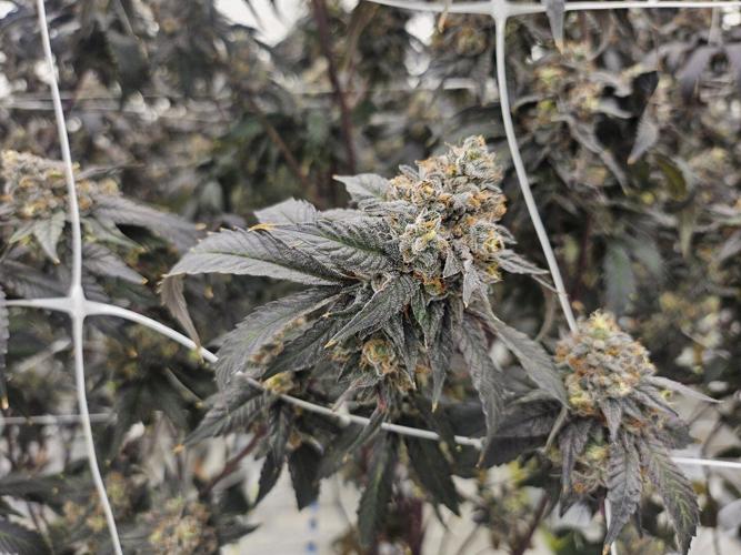 Dutch cannabis growers welcome expansion of state-run experiment to ...