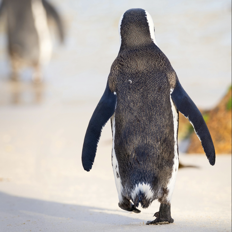 Walking Like a Penguin Could Save You a Fall This Winter
