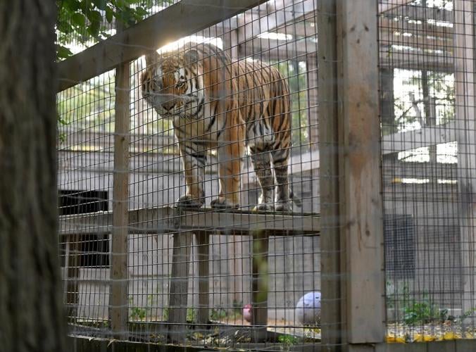 Killman Zoo owners respond to critical report