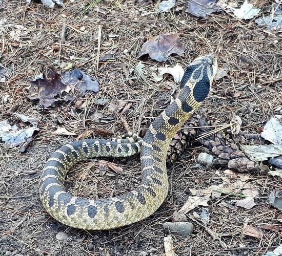 Norfolk explorer crosses Canada in search of native snakes