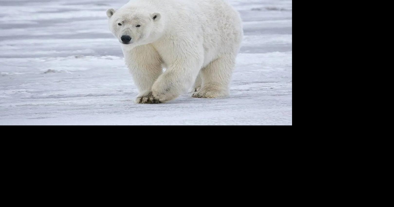 Nunavut Department of Environment warns of polar bear in Iqaluit