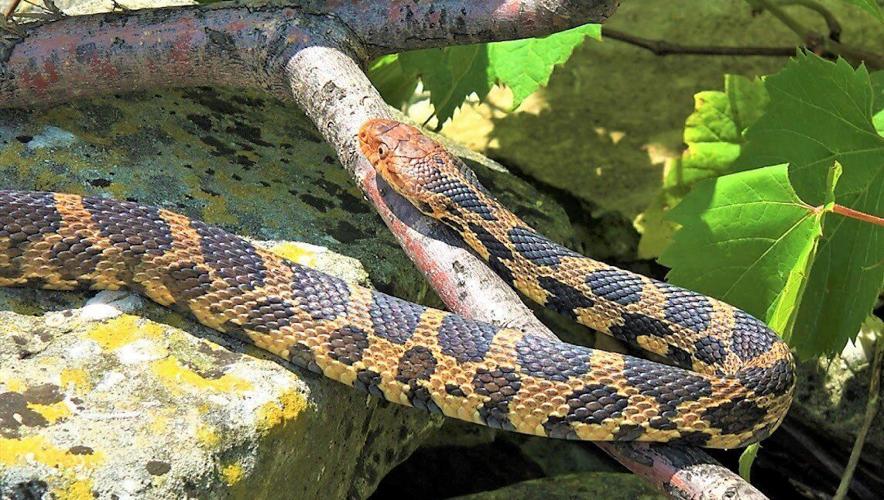 Norfolk explorer crosses Canada in search of native snakes