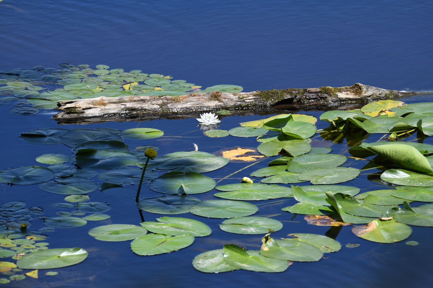 Cootes Paradise marsh in Hamilton boasts huge plant growth