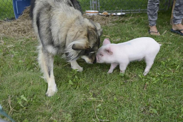 Norfolk kids help cops corral piglet loose on rural road