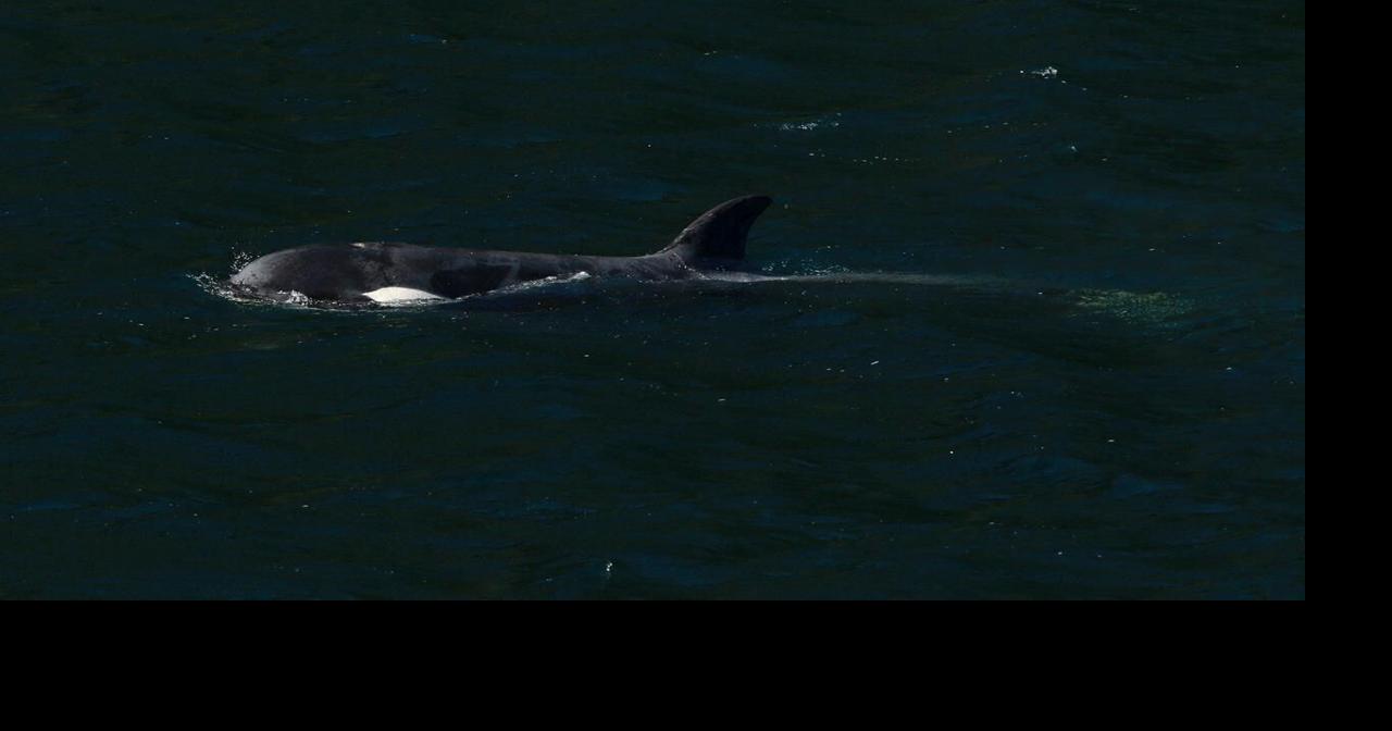 Orphan orca's extended family spotted off northeast side of Vancouver ...