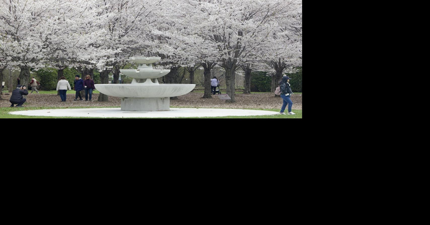Cherry blossoms are at peak bloom in Hamilton