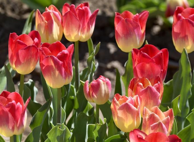 Tulips as far as the eye can see at Tasc U-Pick farm in Fenwick