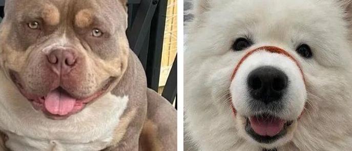 Pet-sitter under investigation linked to U.S. residence