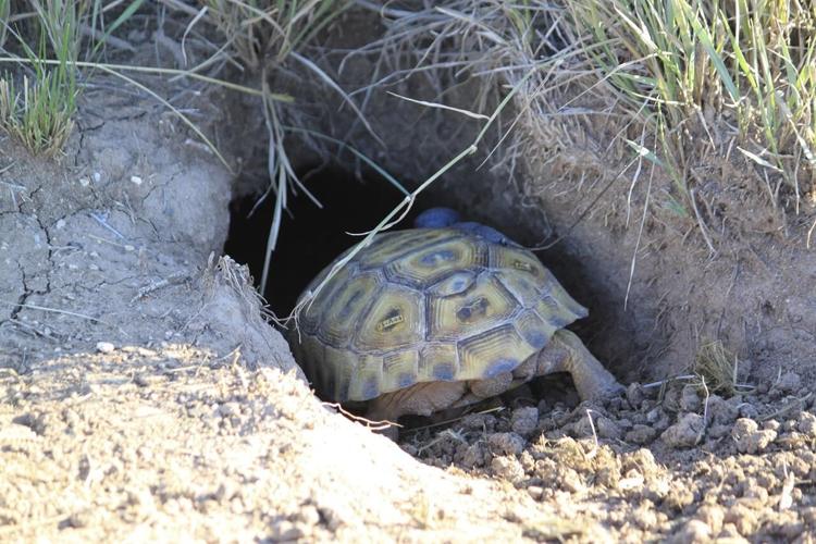 Biologists in slow and steady race to help North America's largest and ...