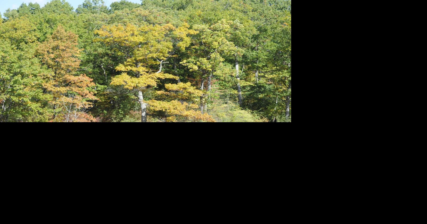Local tree canopy gets $17K Burlington Hydro funding boost