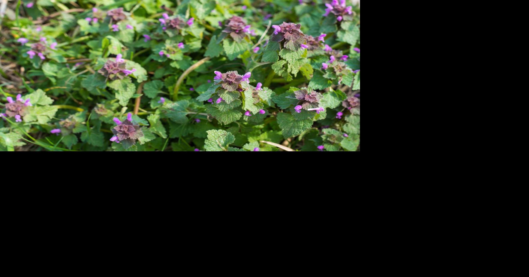 Pulling ‘Creeping Charlie’ weeds a guilty pleasure