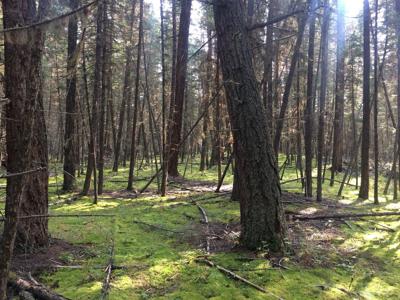 BC’s interior old-growth forests hiding billions in economic benefits ...