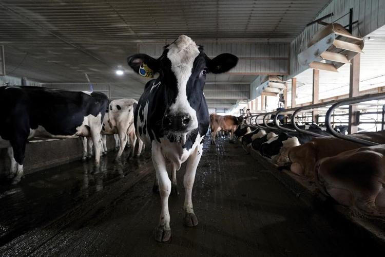 Pig cooling pads and weather forecasts for cows are high-tech ways to ...