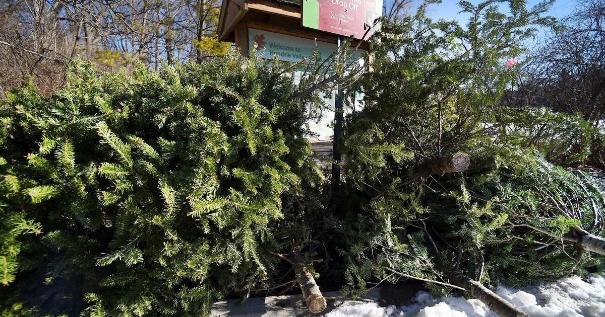 The RBG wants your Christmas tree