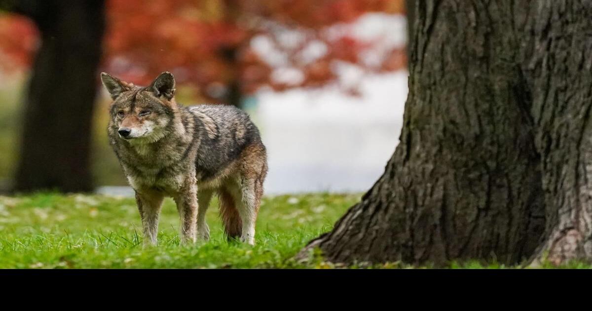 ‘Smaller sandy coloured’ coyote sought in latest attacks