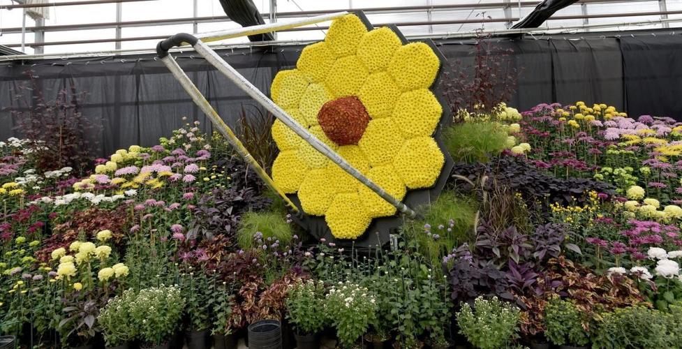 Lets talk about Hamilton’s fall Mum Show — again