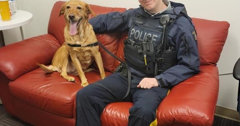 North Vancouver alert for Amber the dog retrieves quick success