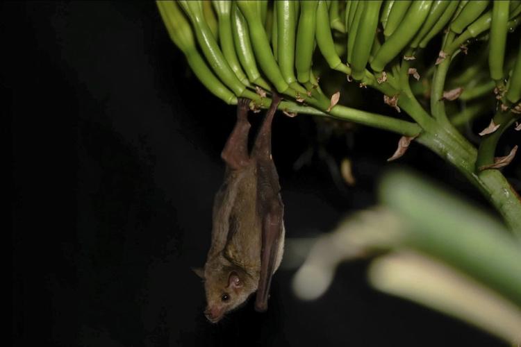Arizona has added an endangered bat to the list of night-flying ...