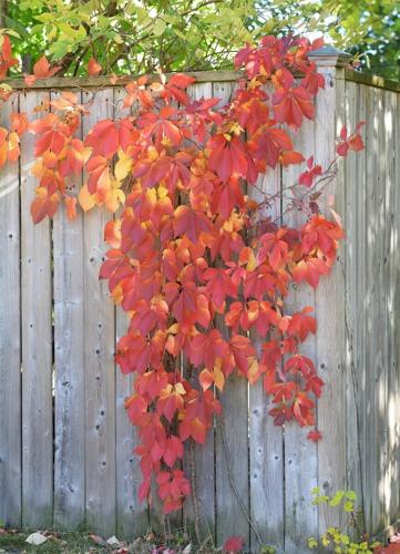 Fall foliage brightens up Hamilton