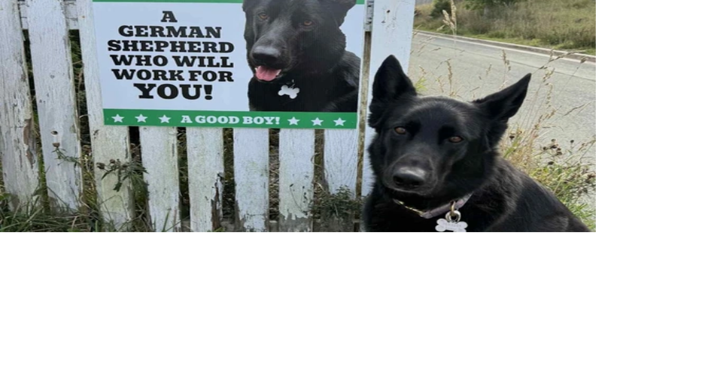 ‘Chief of Barks and Recreation’: Torbay couple puts up election sign ...