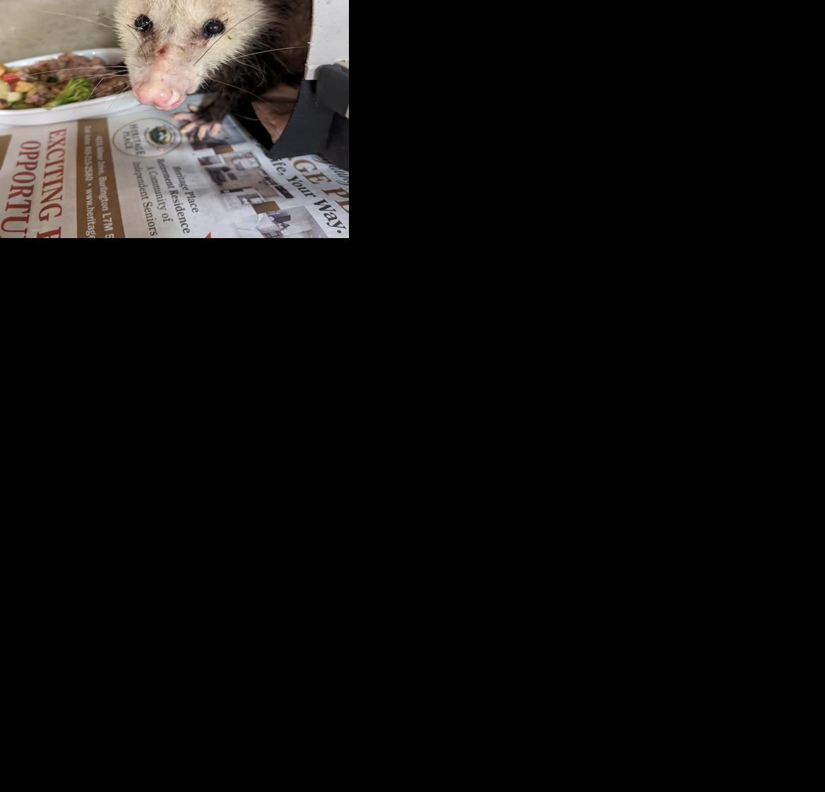 Opossum recovering after being shot with crossbow