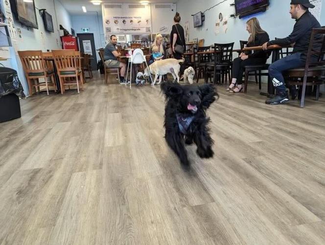 Bring Your Dog Café & Pub serves delicious food to all