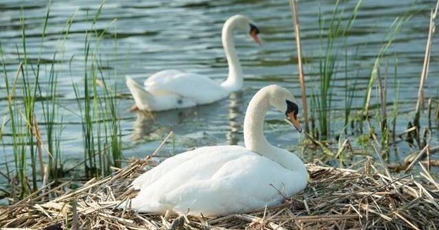 Swans around Hamilton harbour died from botulism, tests show