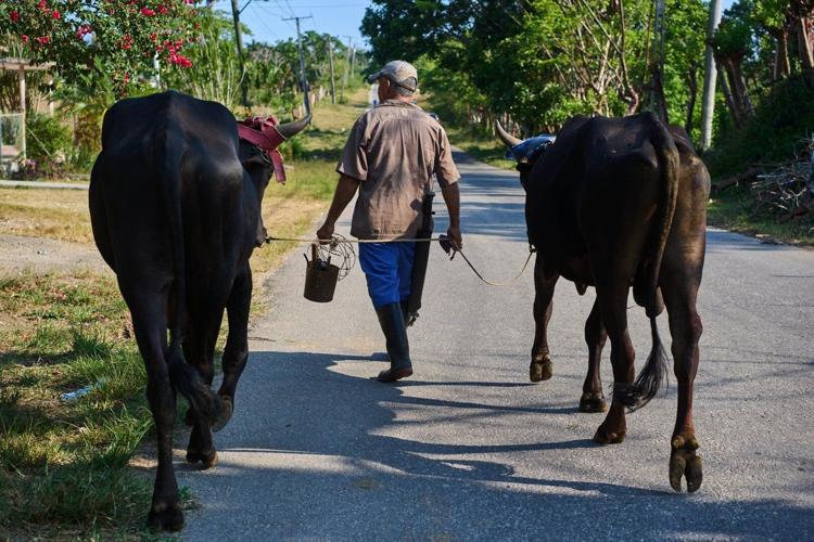 US energy blockade leaves Cuban farmers struggling to feed a nation