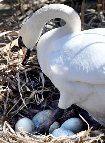 Swan eggs an annual sight near Bayfront Park