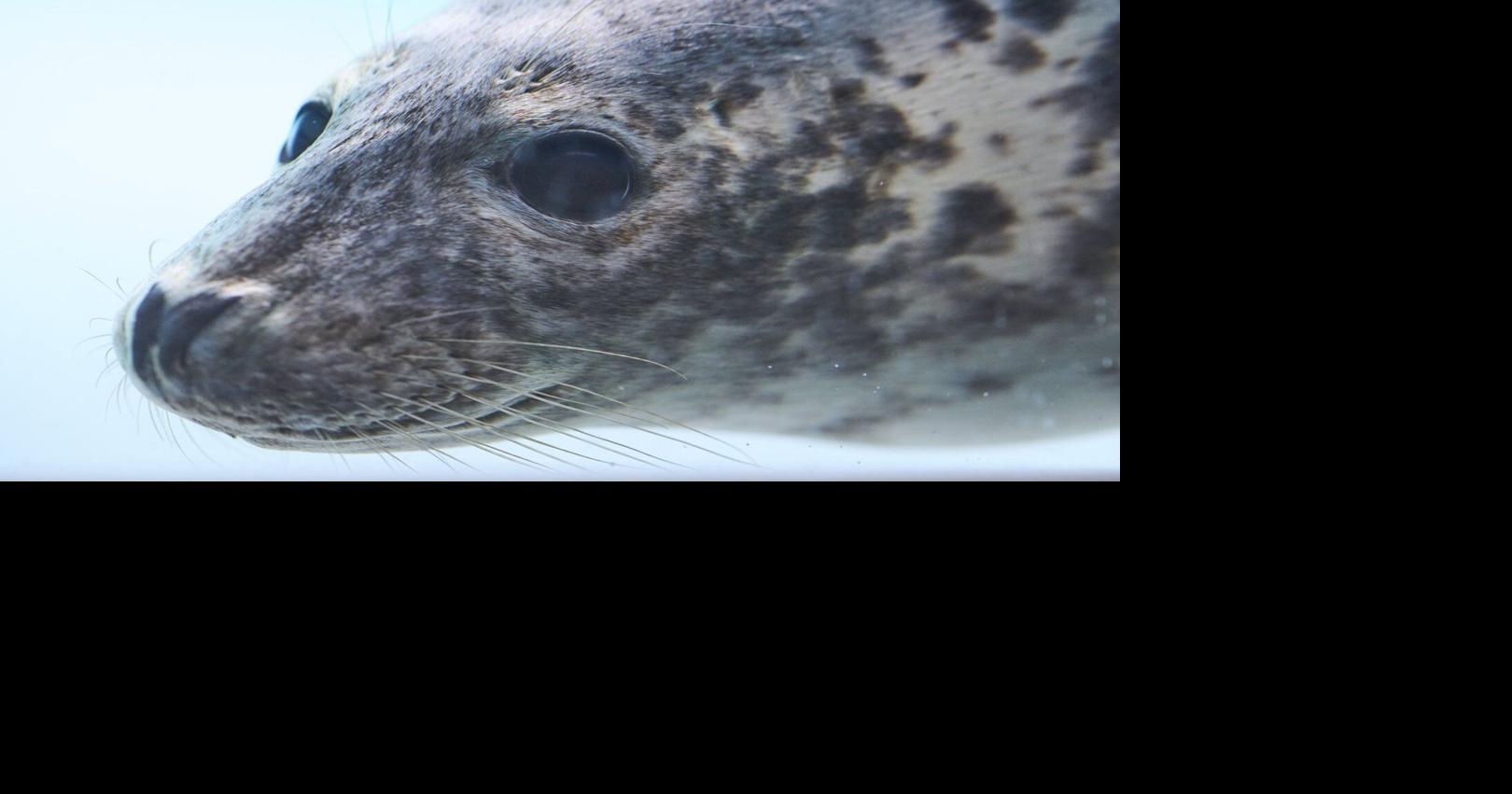 Injured seals get care and sanctuary at a new center in the Netherlands