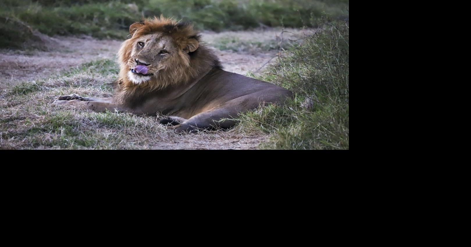 'Wildlife corridors' are encouraged to support Kenya's recovering ...