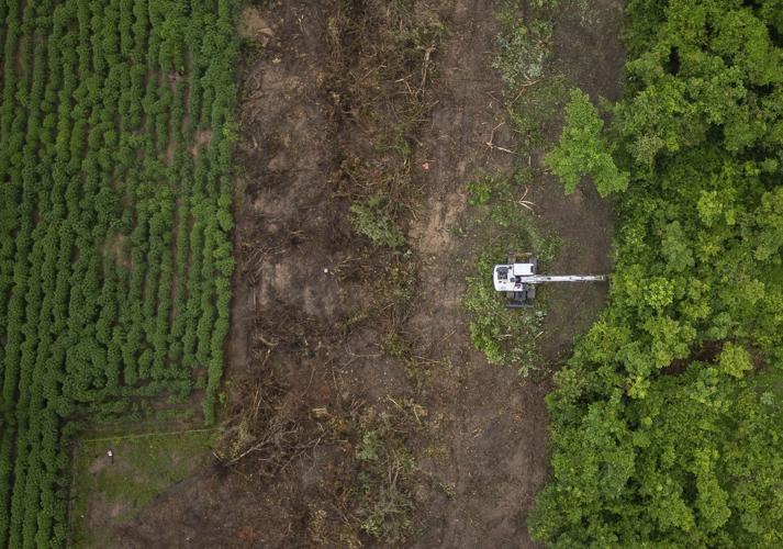Photos of the giant rats leading land mine detection efforts in Cambodia