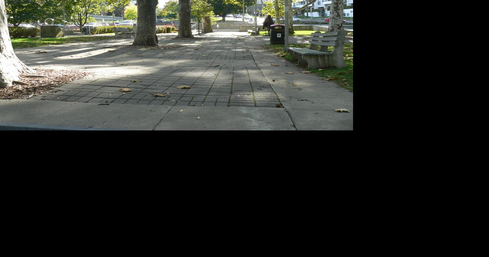 Hamilton planting seeds to grow tree canopy across community