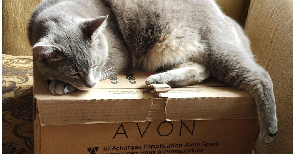 The tale of Dwight, the Hamilton cat allegedly stolen by a pizza ...