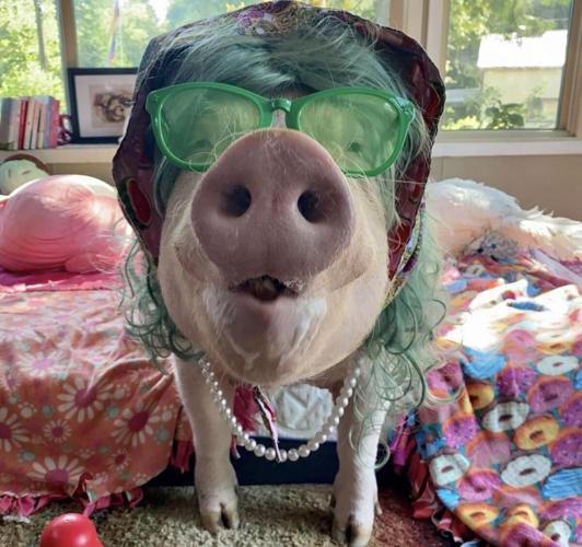 Esther the Wonder Pig loved every food but kale