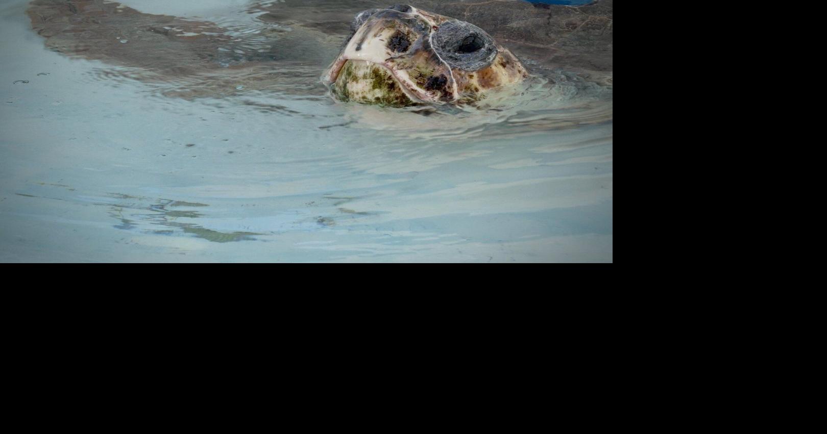 A sea turtle with 3 flippers swims free after Florida rehab, now ...