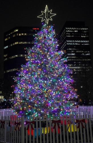 Downtown Hamilton Christmas tree shines in Gore Park
