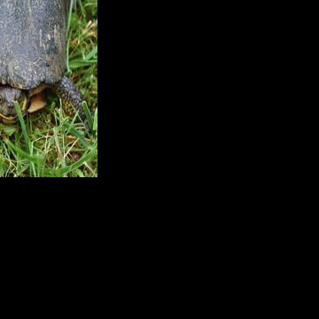 Lonely Seneca, the last remaining breeding female Blanding's turtle in ...