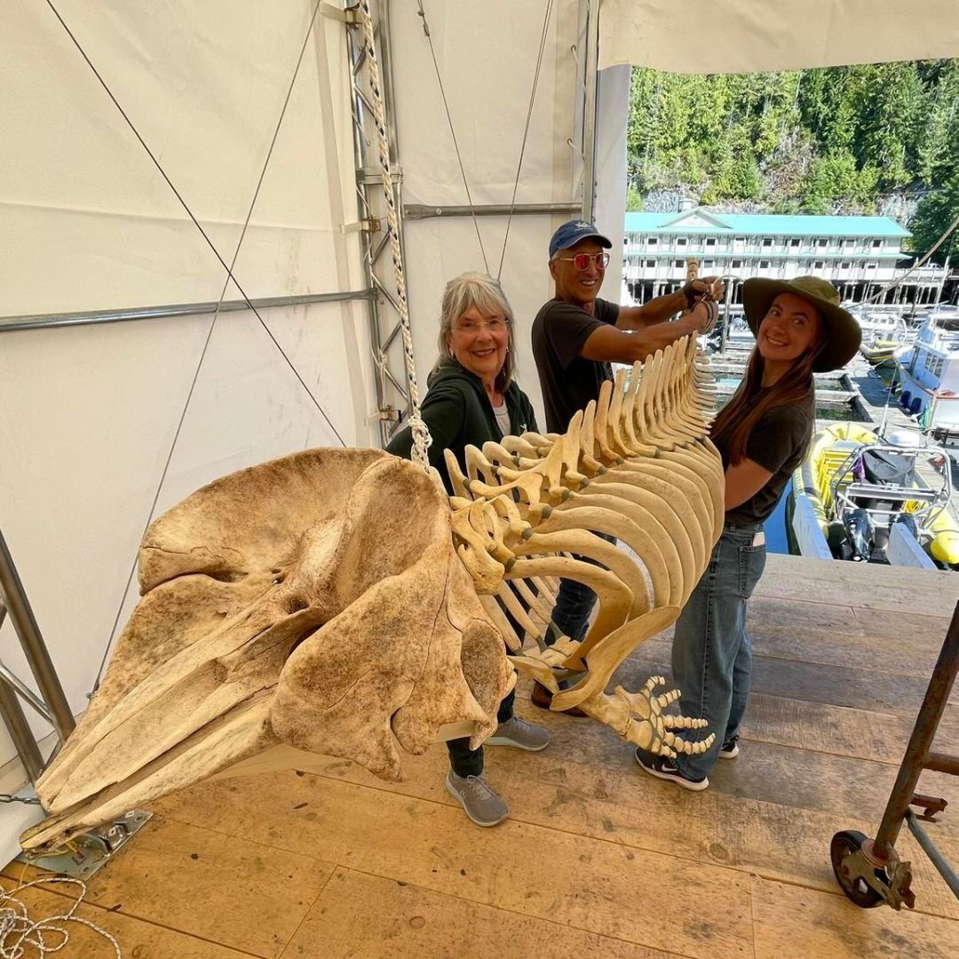 Northern lights inspire recovery in Telegraph Cove, B.C., year after ...
