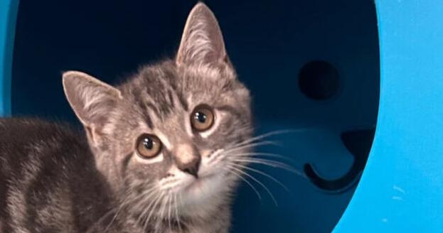 National Kitten Day shines a spotlight on abandoned felines