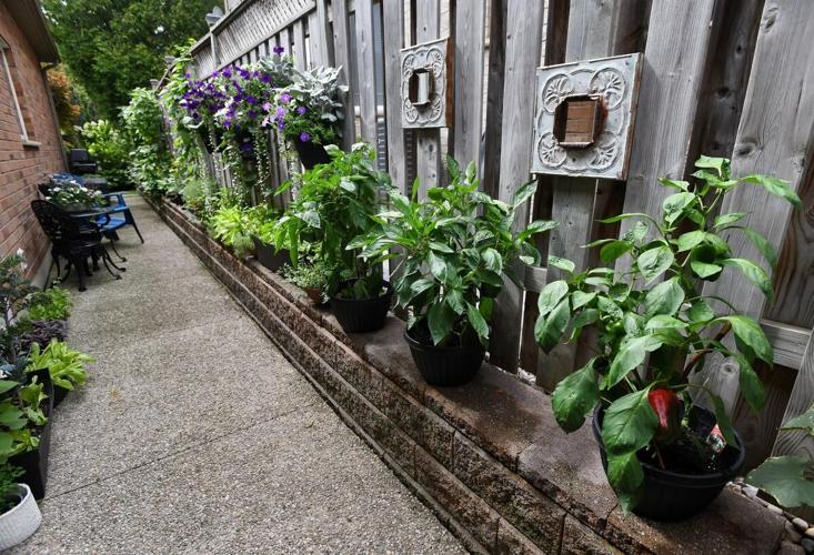 Siria Szkurhan’s lovely Ancaster garden