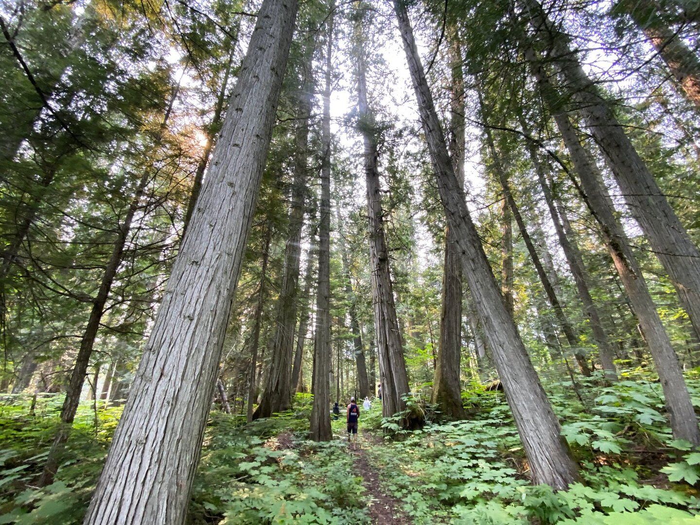 B.C. funds 16 forest resiliency projects in Cariboo-Chilcotin