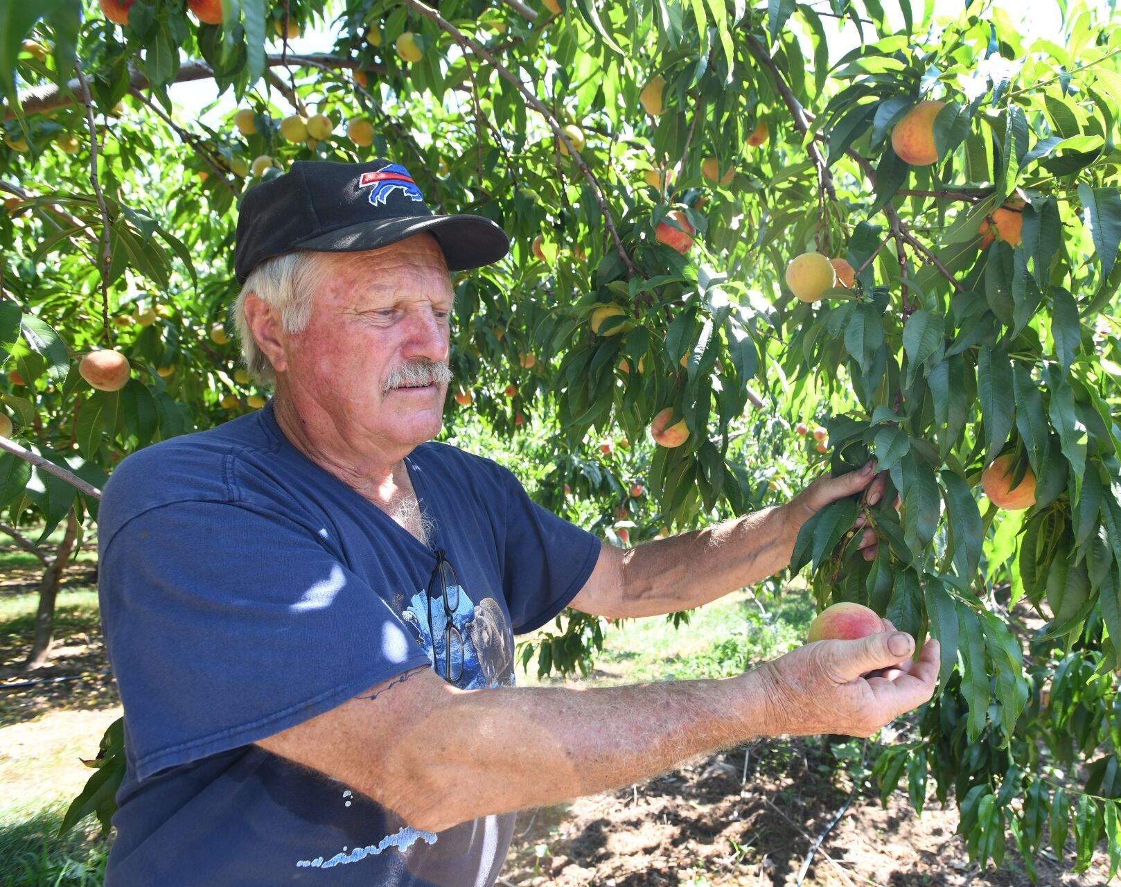 Puddicombe peaches bounce back after tough 2024 season