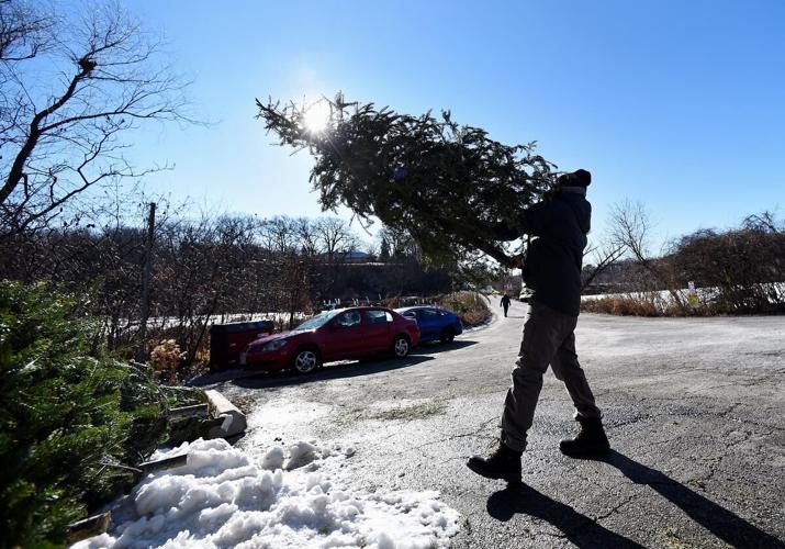 RBG uses old Christmas trees for waterway rehabilitation projects