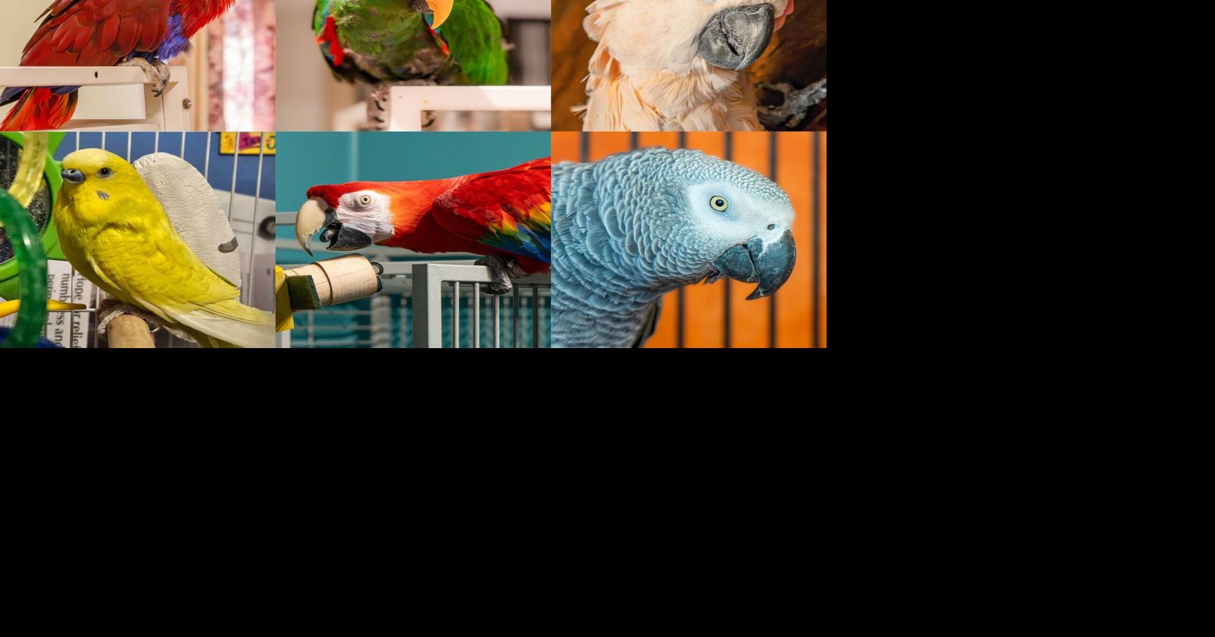 Hamilton Aviary’s new adoption program takes flight