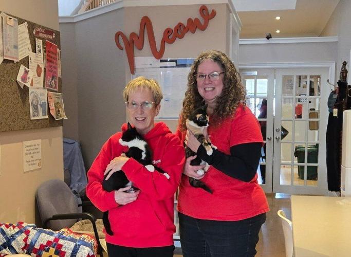 Pet surrenders rise in Hamilton amid affordability crisis