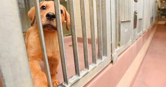 City of Hamilton plan to adopt out animals 'directly' competes with SPCA